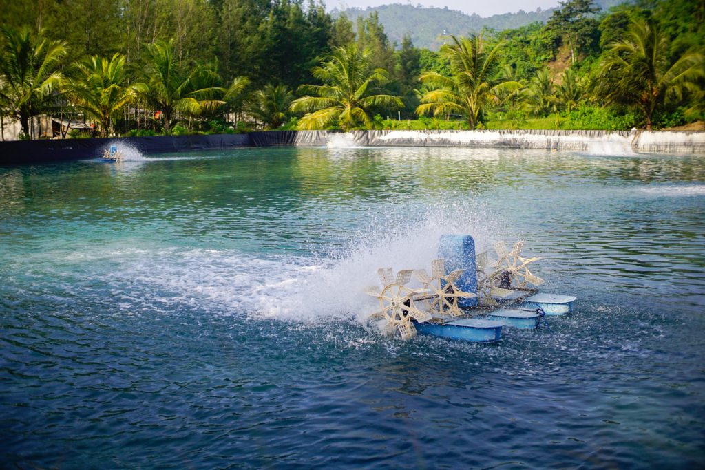 Cara Menjaga Kualitas Air dan Tanah Pada Tambak Udang Vannamei ...